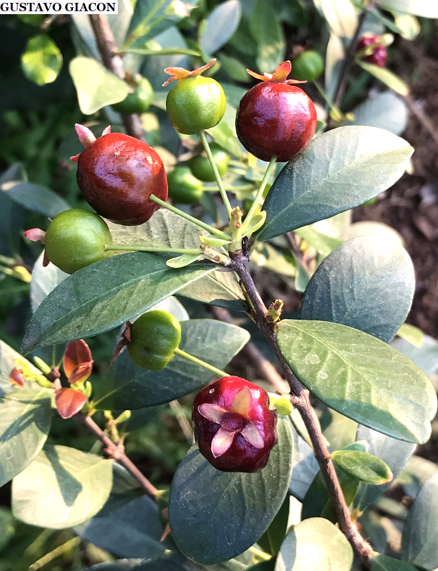 Viveiro Ciprest - Plantas Nativas e Exóticas: Cereja da Mata ou ...