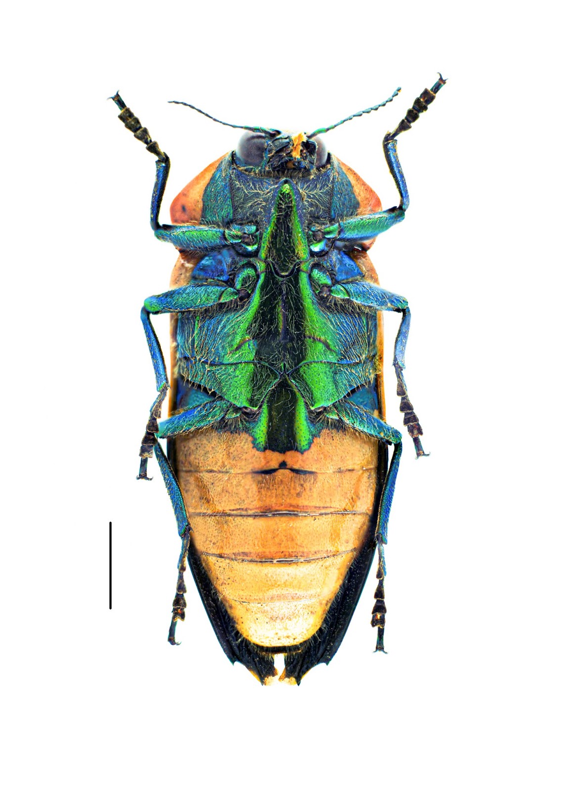 EPICURO E LA FORMA NUOVA: Calodema annae