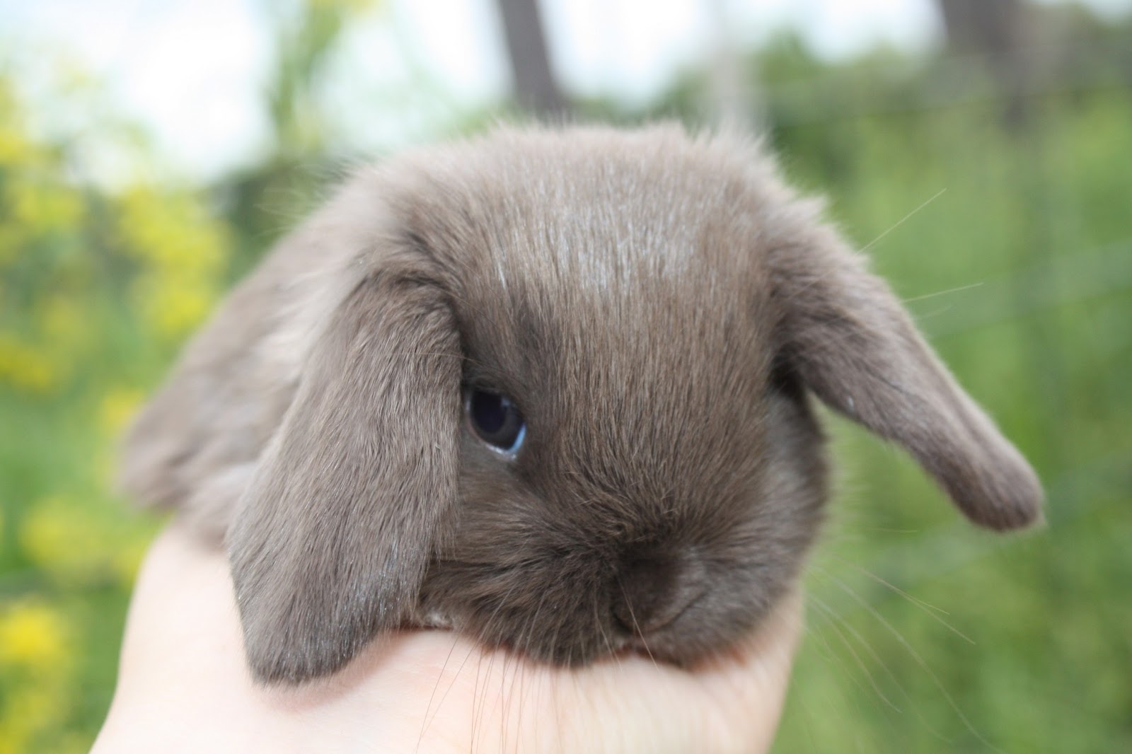 Silver Gate Rabbitry Bunny Blog