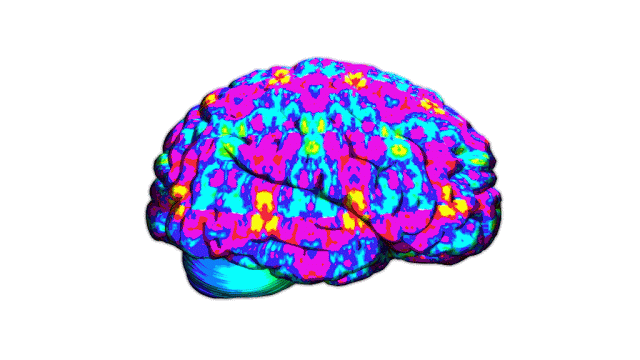 Sistema de recompensa del cerebro: ¿cómo funciona?