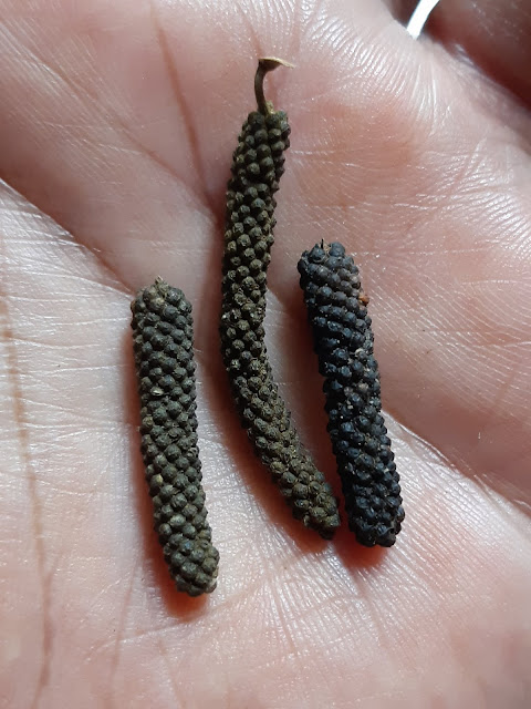 Indian Spice- Piper Longum/Indian Long Pepper/Arisi Thippili/Pipli ...