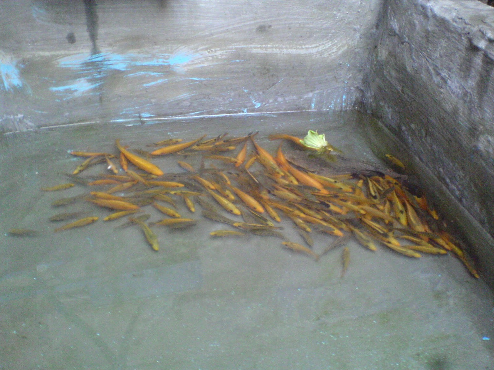 Gedebus Mrupus: Teknik Mancing Gabus Bego