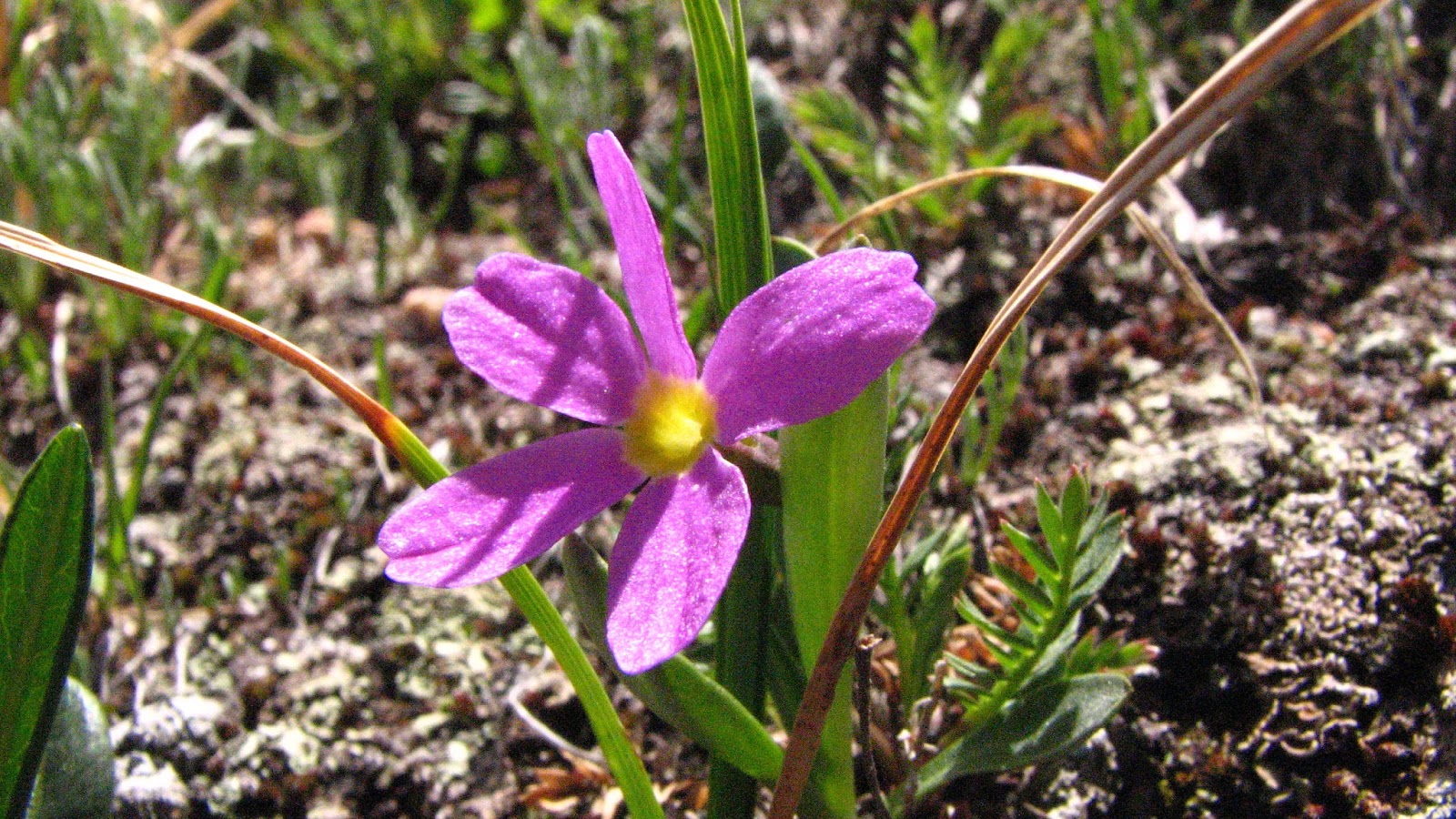 What's Growing in Colorado : A Primrose by Any Other Name