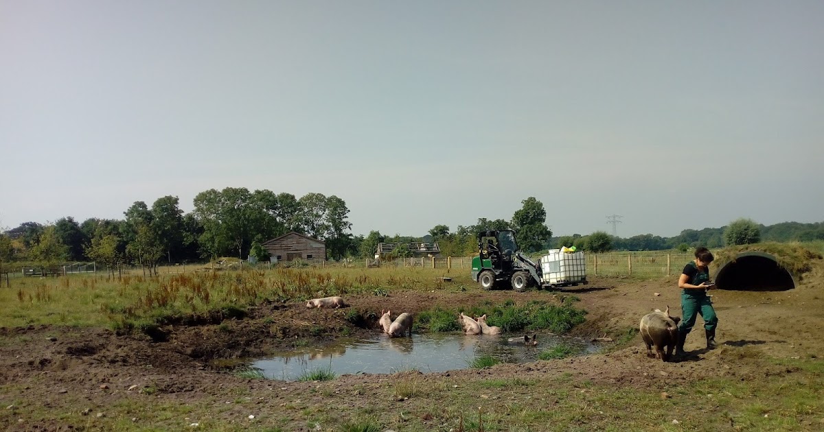Bert Breed: Het varkentje wassen