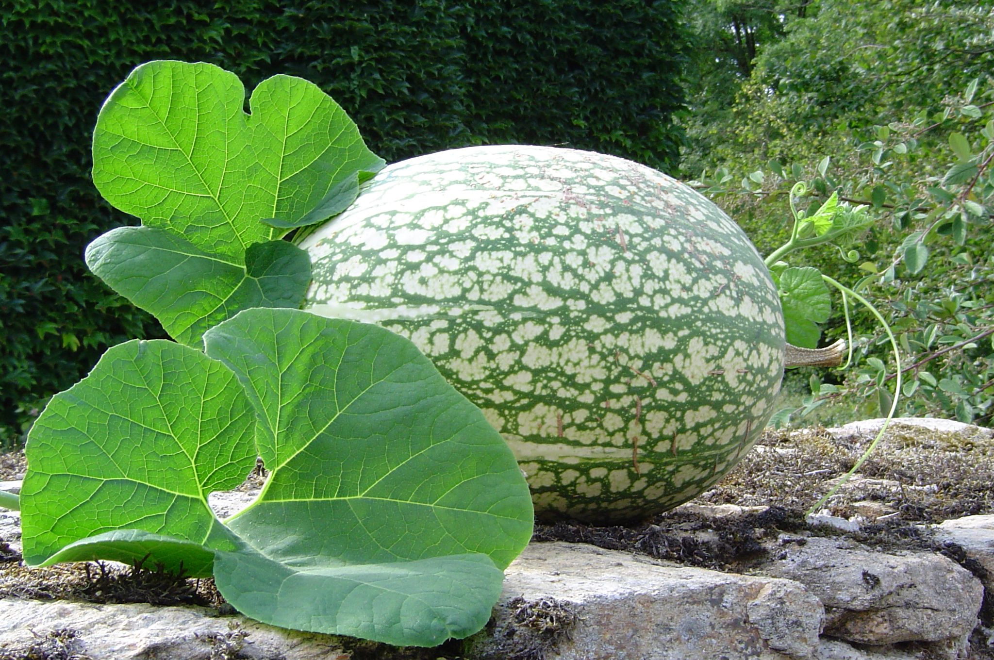 PANCS: Gila (Cucurbita ficifolia)
