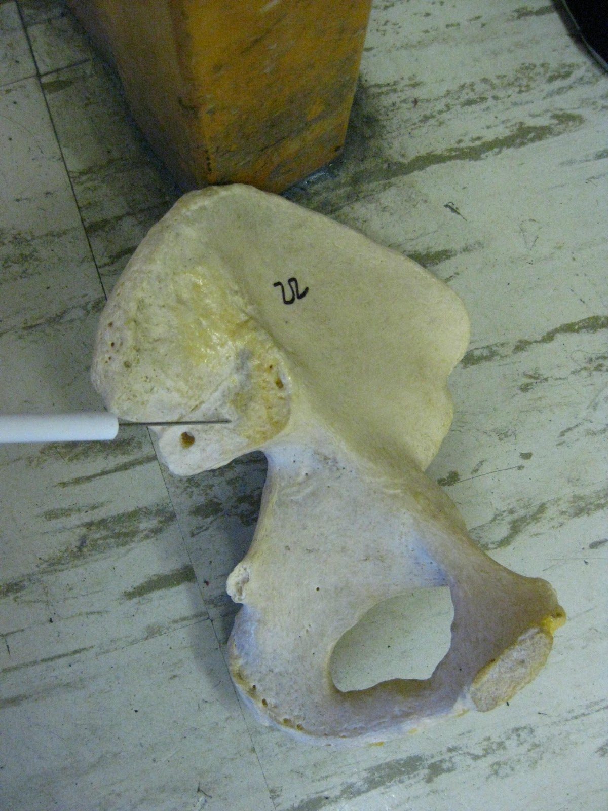 Boned: Human Skeleton - ilium (of os coxa)