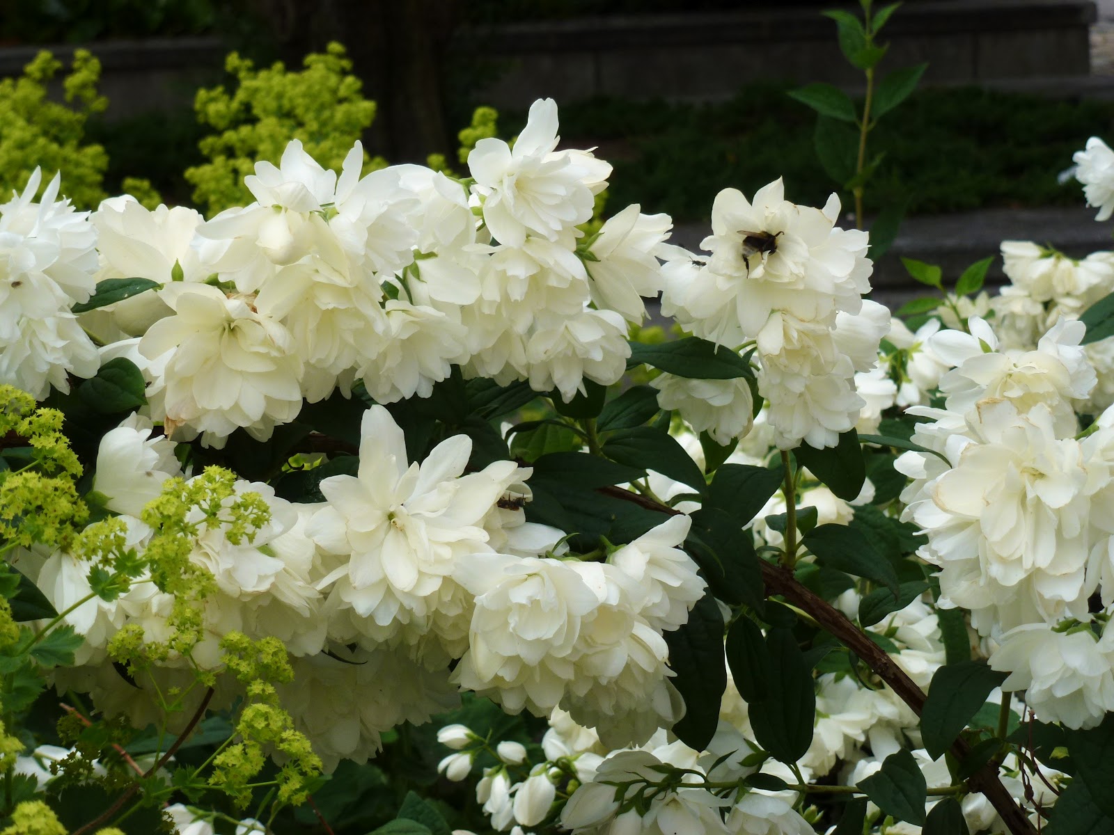 Parasta aikaa: Pihajasmike