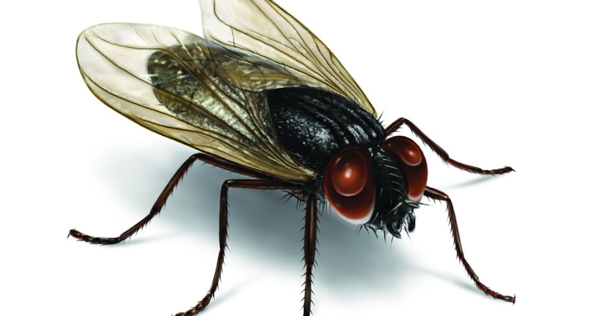 Böcek ilaçlama Firması: Böcek ilaçlama