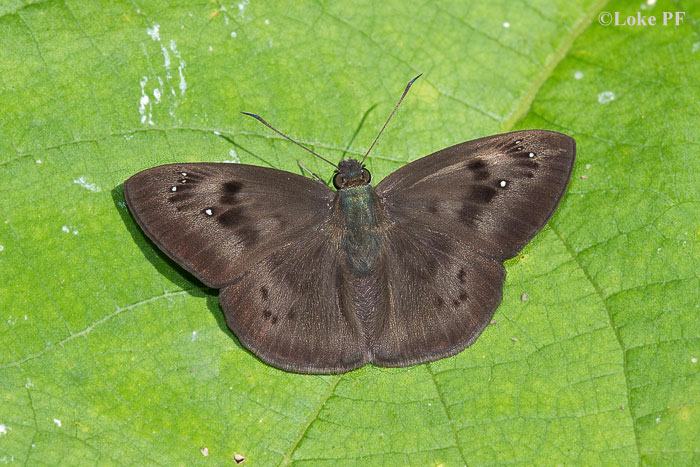 Butterflies of Singapore: Life History of the Common Snow Flat