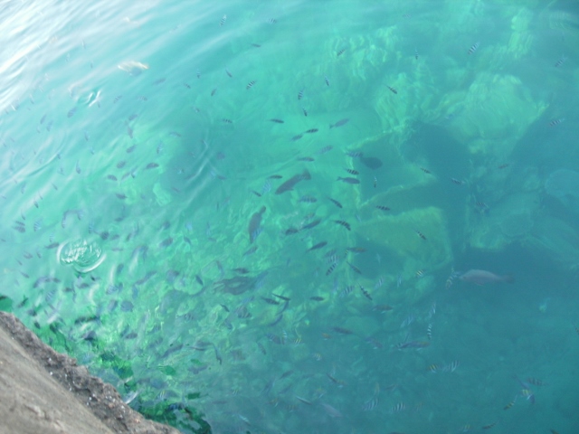 Wandering Turista: Fish Interaction, Barangay Calag-Itan
