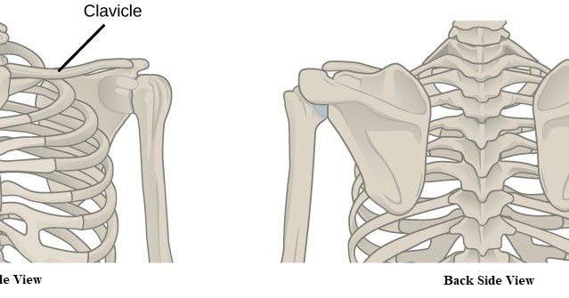 Shoulder Girdle - Yoga and Medical Science