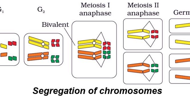 Welcome to the Living World: Principles of Inheritance and Variation ...
