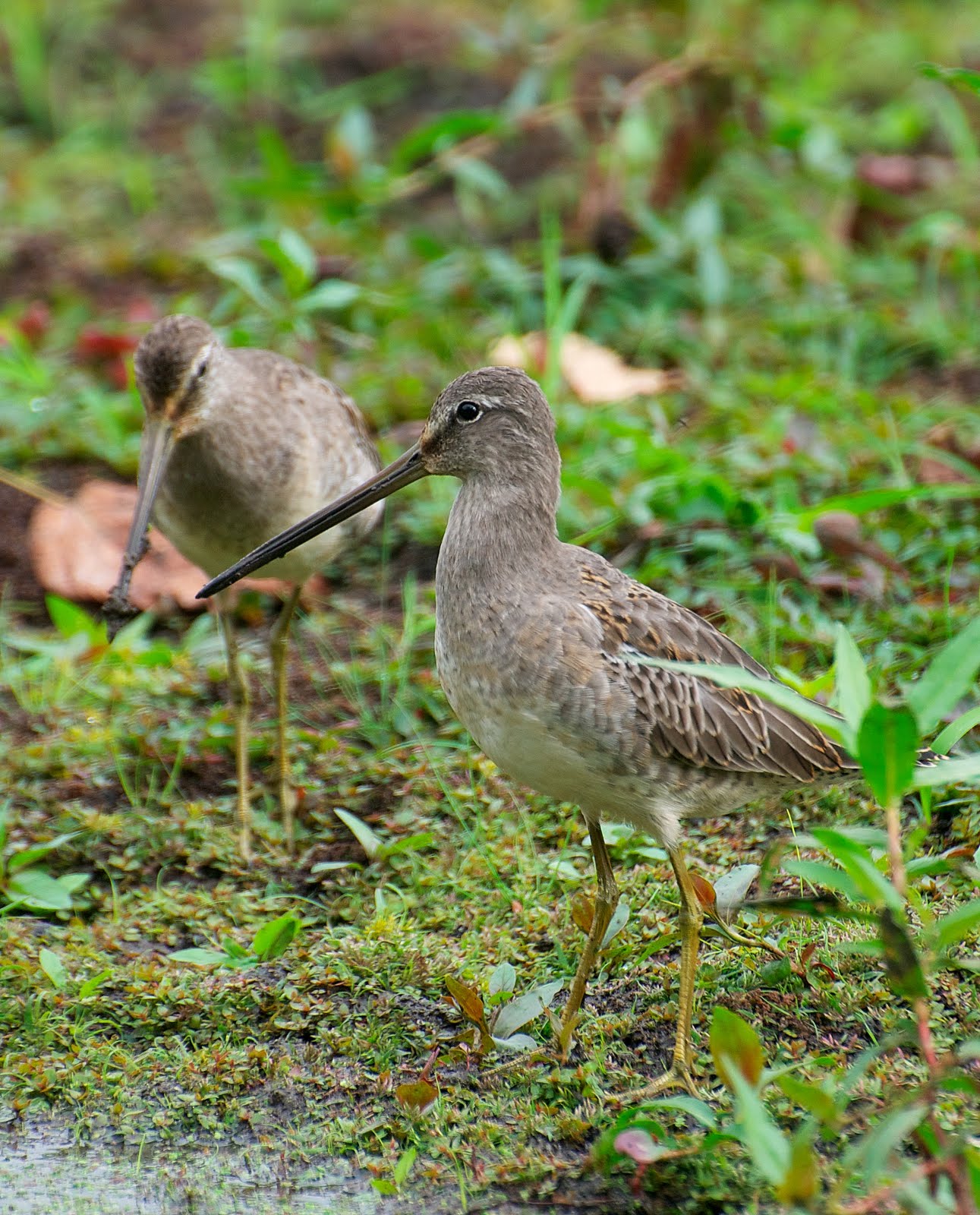 NW Bird Blog: Long-billed Dowitcher