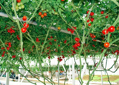 Tomato Tree - Árvore Tomate