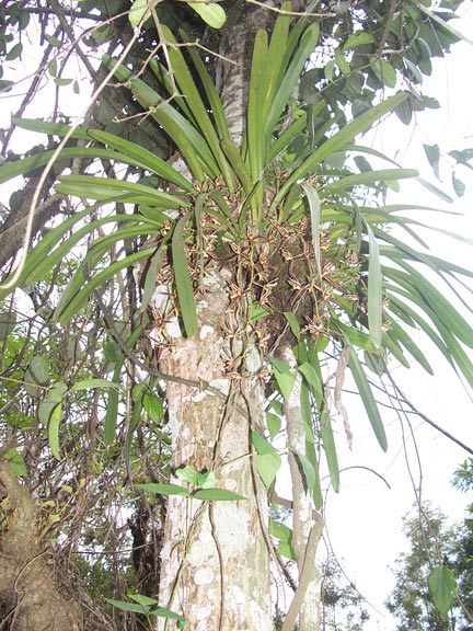 SAHYADRIS: Cymbidium aloifolium