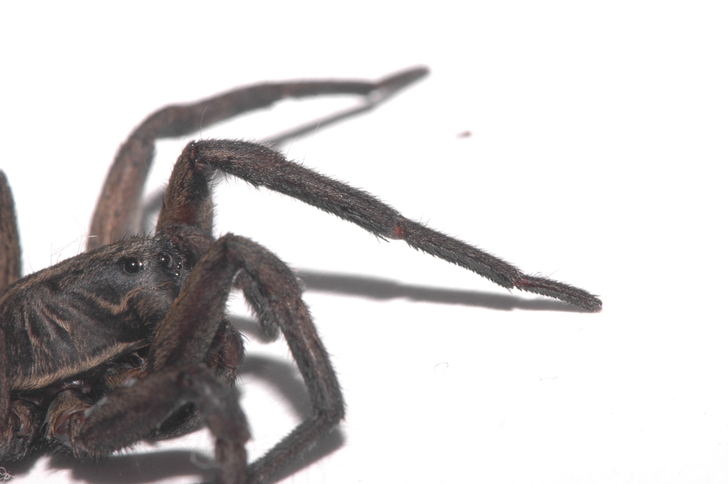 The Nature of Robertson: Anni's Black House Spider