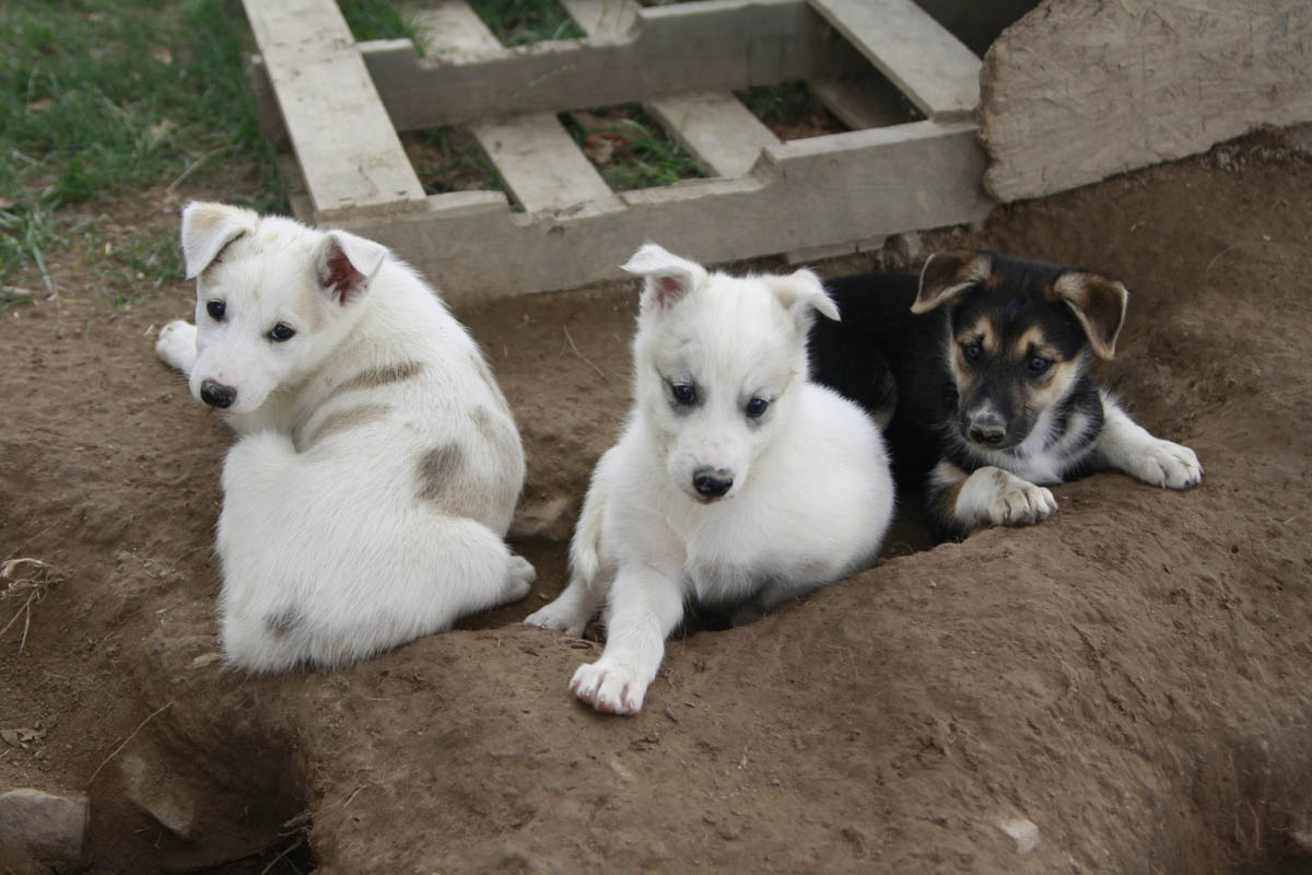 Diamond Dogs Racing : Puppies in training: the making of a sled dog