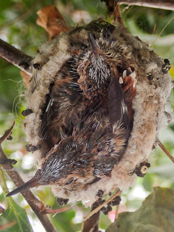 Tales of the Flowers: The baby hummingbirds are.... gone!