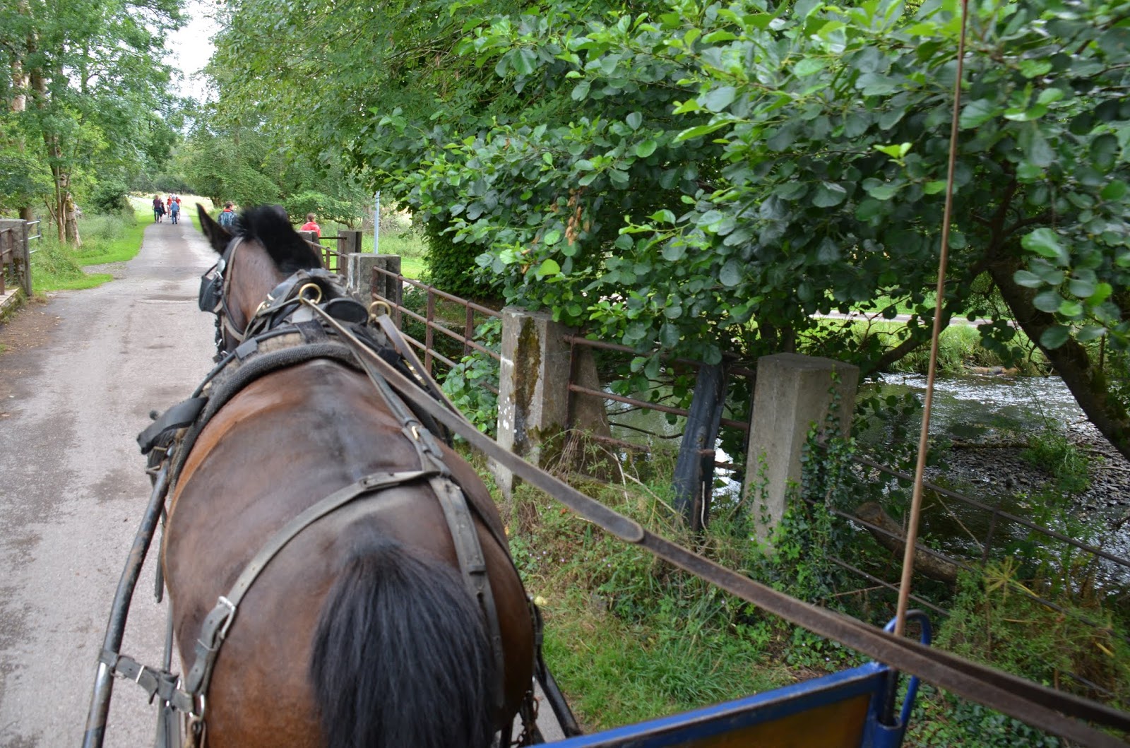 Andra & Steve's Journey: Jaunting Carts, Killarney, Ireland (Friday ...