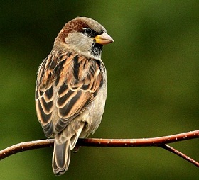 Scientific Name of Sparrow | Gauraiya Chidiya ka vaigyanik name ...