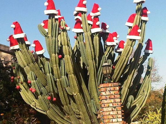Cactus Christmas Tree!