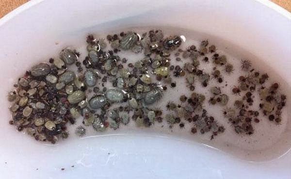 Apa Itu Kutu Babi ? - Berita Indonesia Terbaru dan Terkini