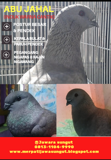 Jawara Sungut Farm (Merpati jawa sungut)
