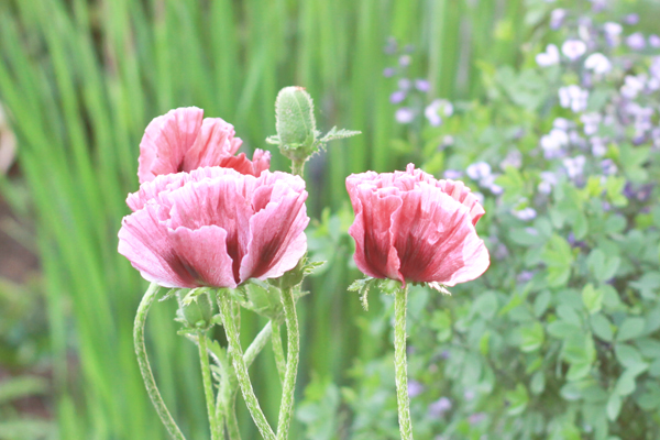 VW Garden: Pink Oriental Poppies: Medallion and Harlem
