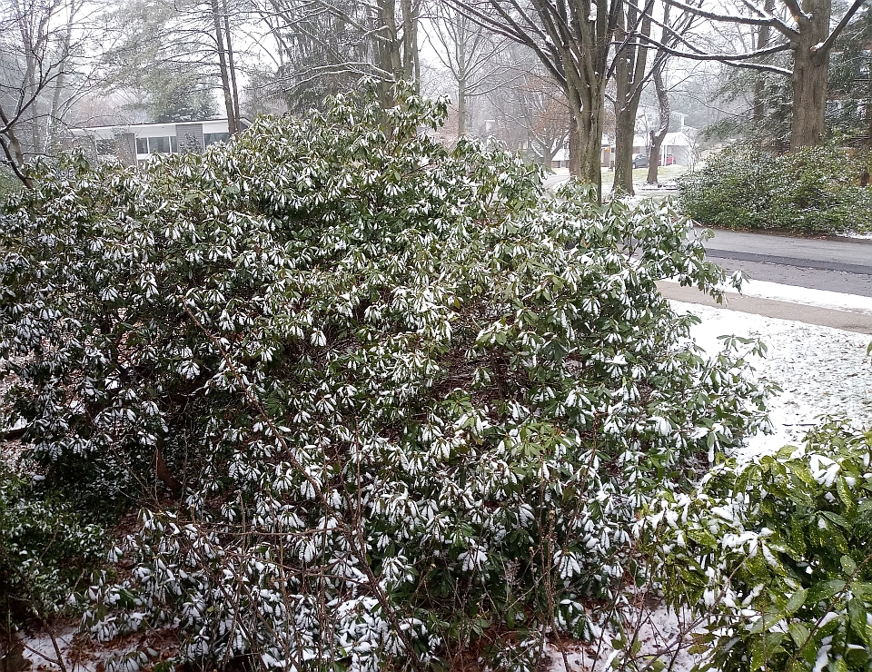 Future Plants by Randy Stewart: Rhododendrons - Species