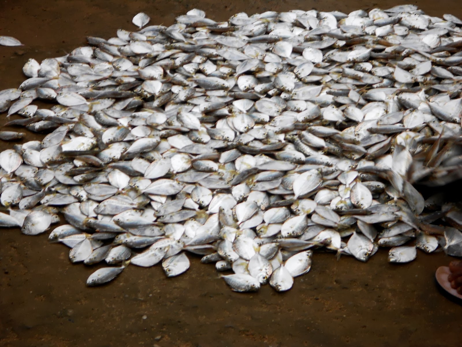 Travel and food tales: Nivati fishing village