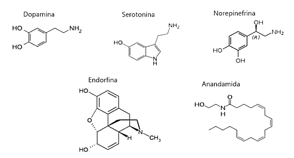 Endorfina E Serotonina