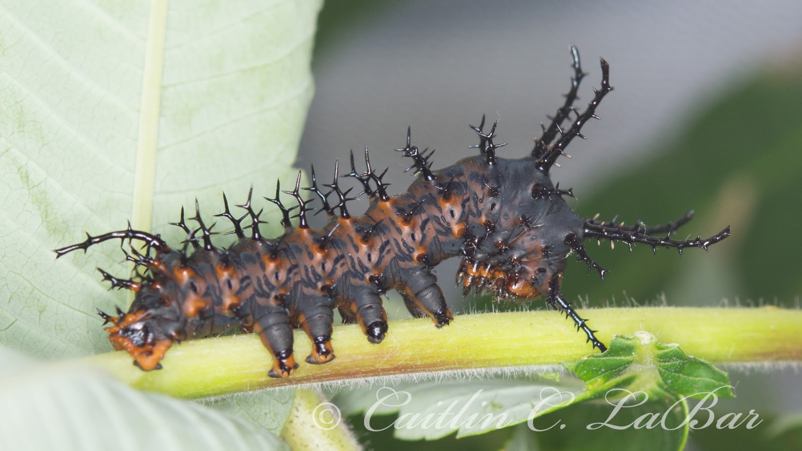 Northwest Butterflies: Citheronia splendens...Splendid Royal Moth