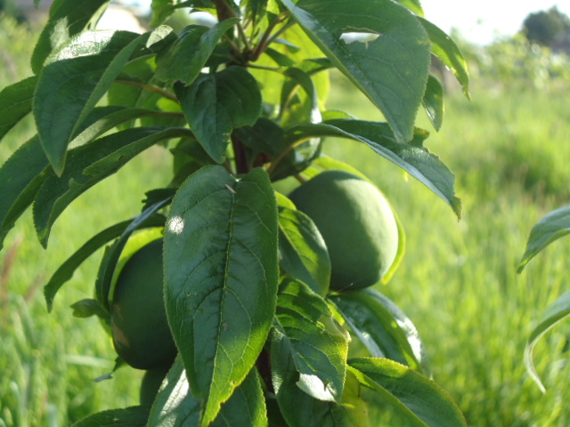 Pratos da Bela: Árvores de fruto entre outros II...