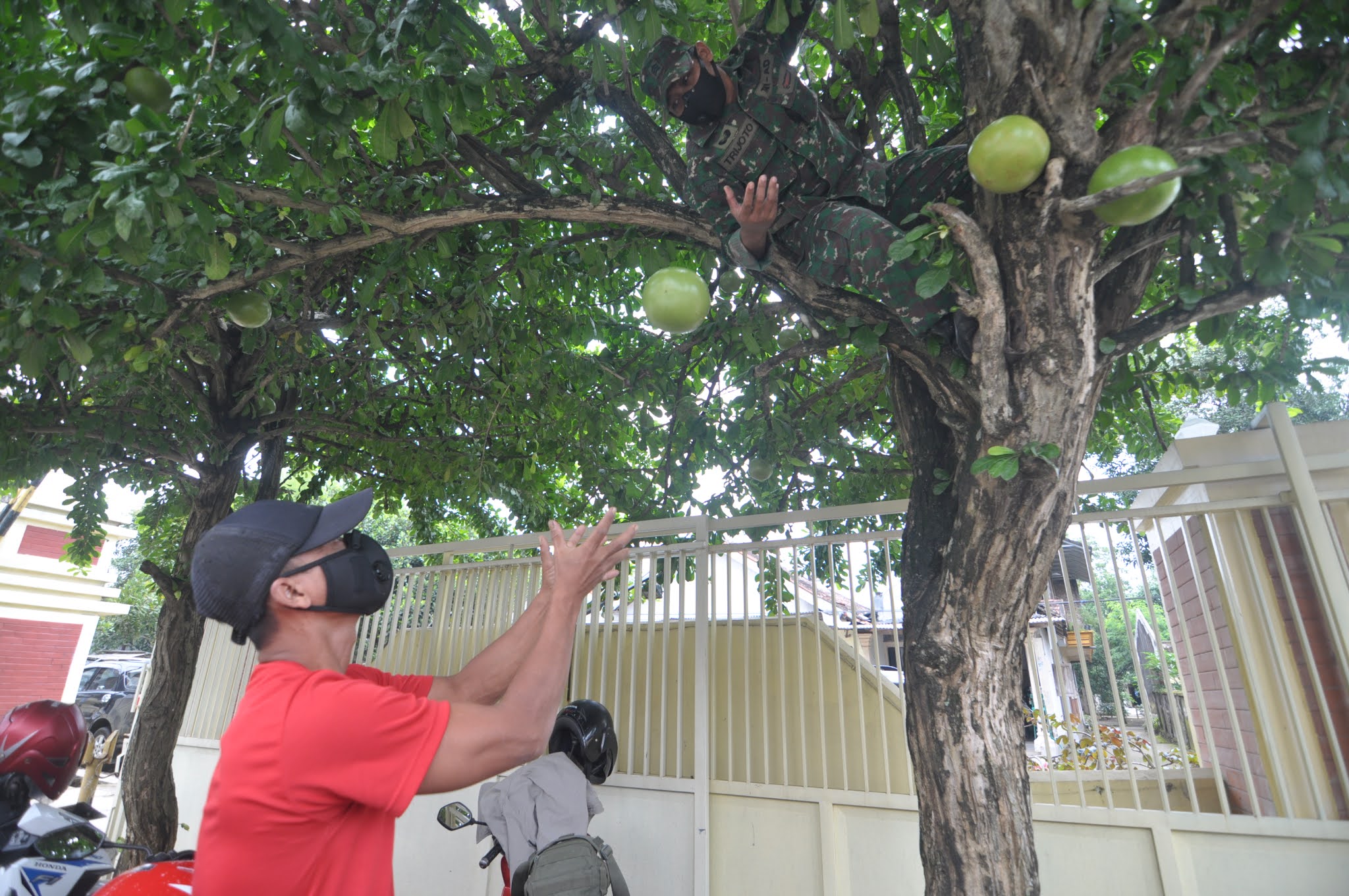 Maksimalkan Khasiat Buah Mojo untuk Pengobatan Tradisional - Romansa Bening