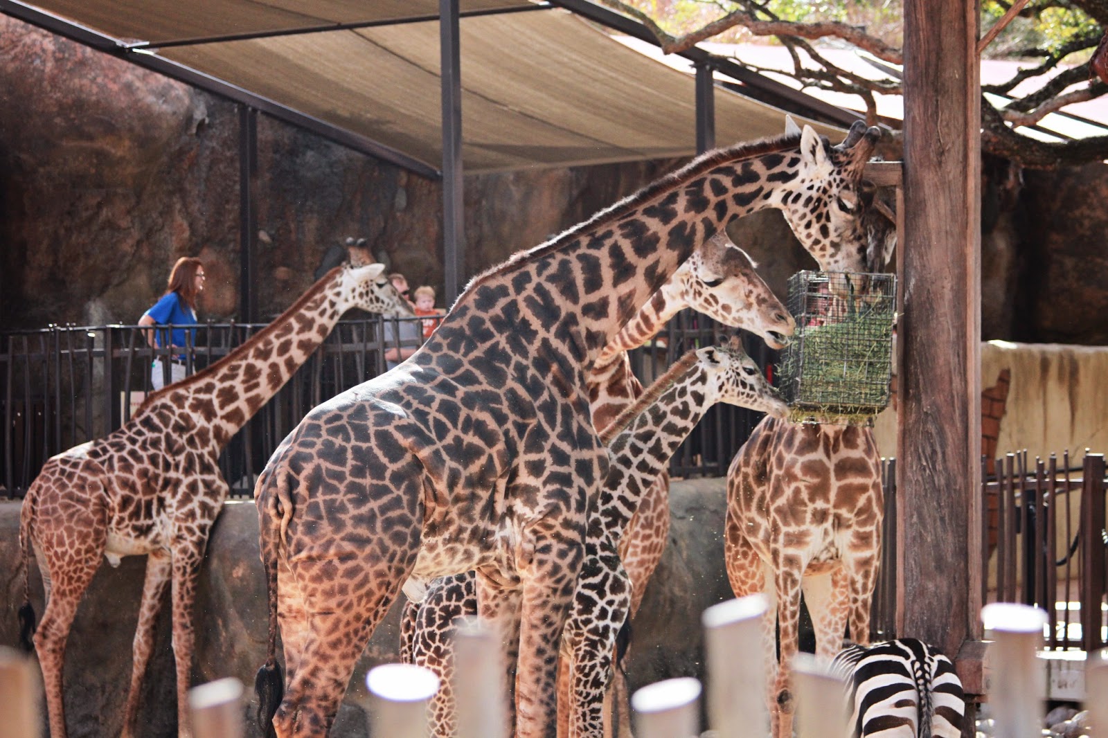 The Gentry's Journey: Zoo Trip