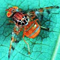 Living with Nature - School on Blog by Dr. Abercio V. Rotor: Let's ...