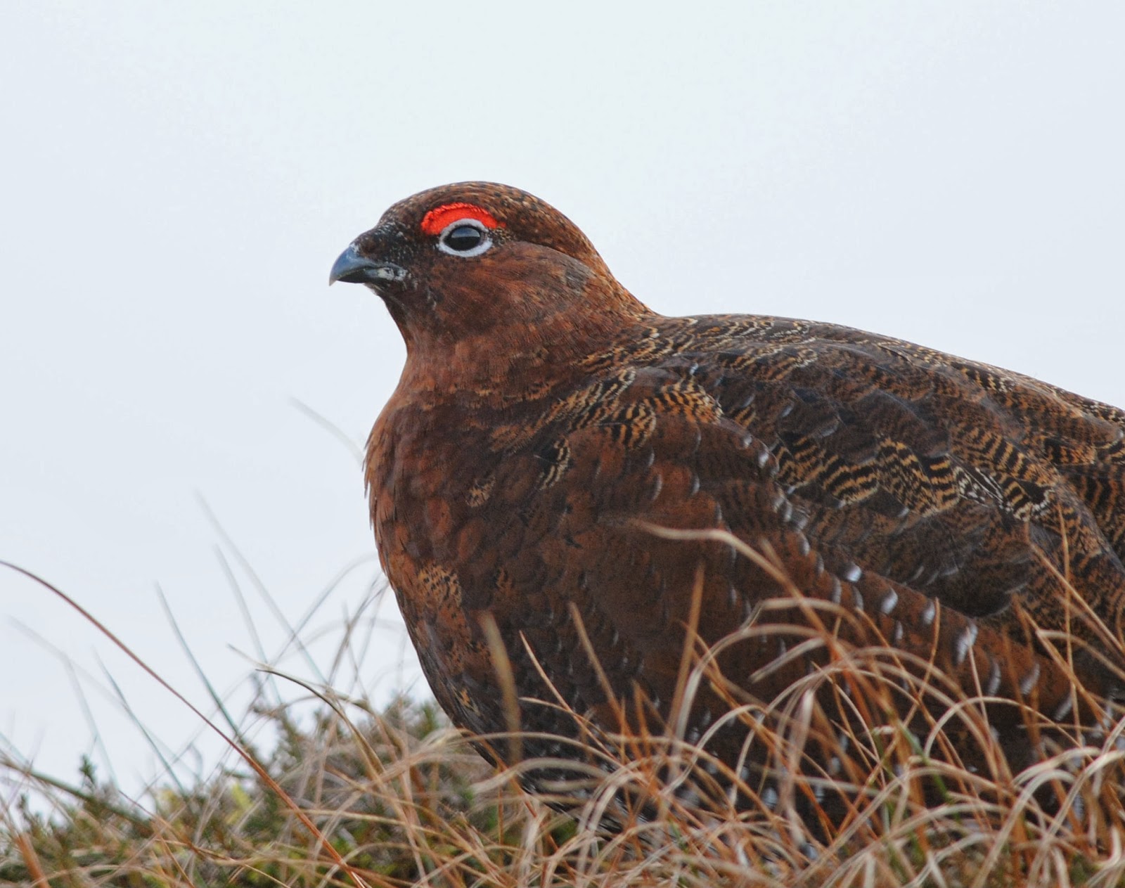 Bill's Birding: Red Grouse in the Pennines