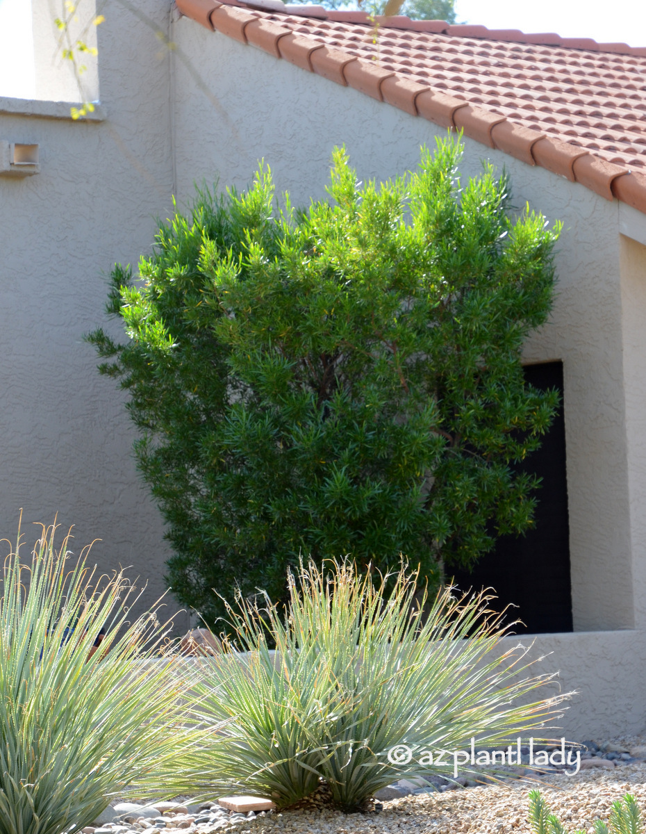 Best hedge plants for arizona Idea | chocmales