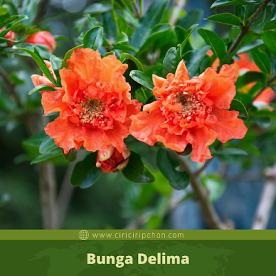 Ciri Ciri Pohon Delima (Punica granatum) Di Alam Liar - Ciriciripohon.com
