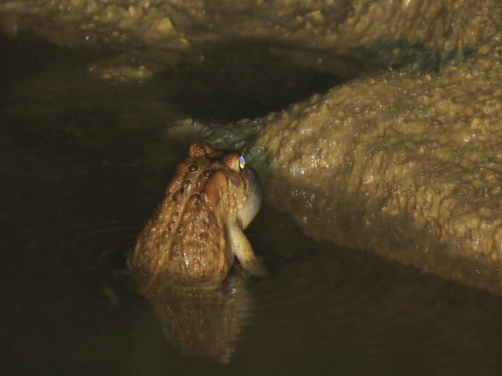 Blue Jay Barrens: Toad Pool Success