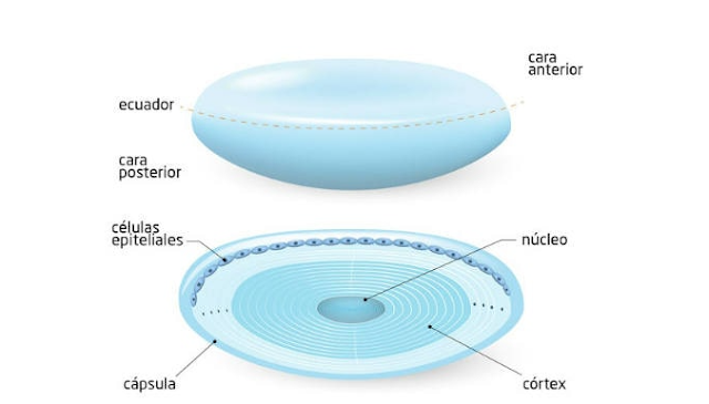 Cátedra N° 05 - El cristalino