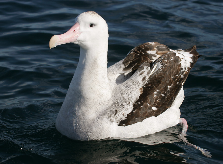 La Selva de Ka´agwí Porá: Albatros Errante.
