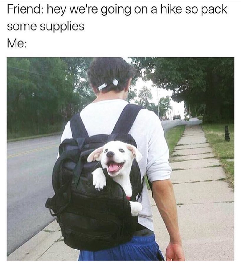 The 10 Funniest Dog Memes Of All Time