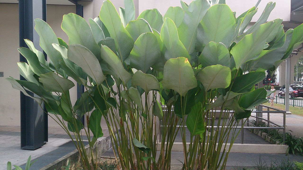 A Harmony of Flavors: November 2019