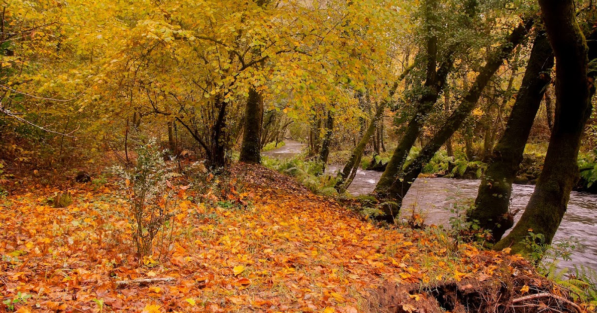 Concurso: la foto del mes.: COLORES DE OTOÑO