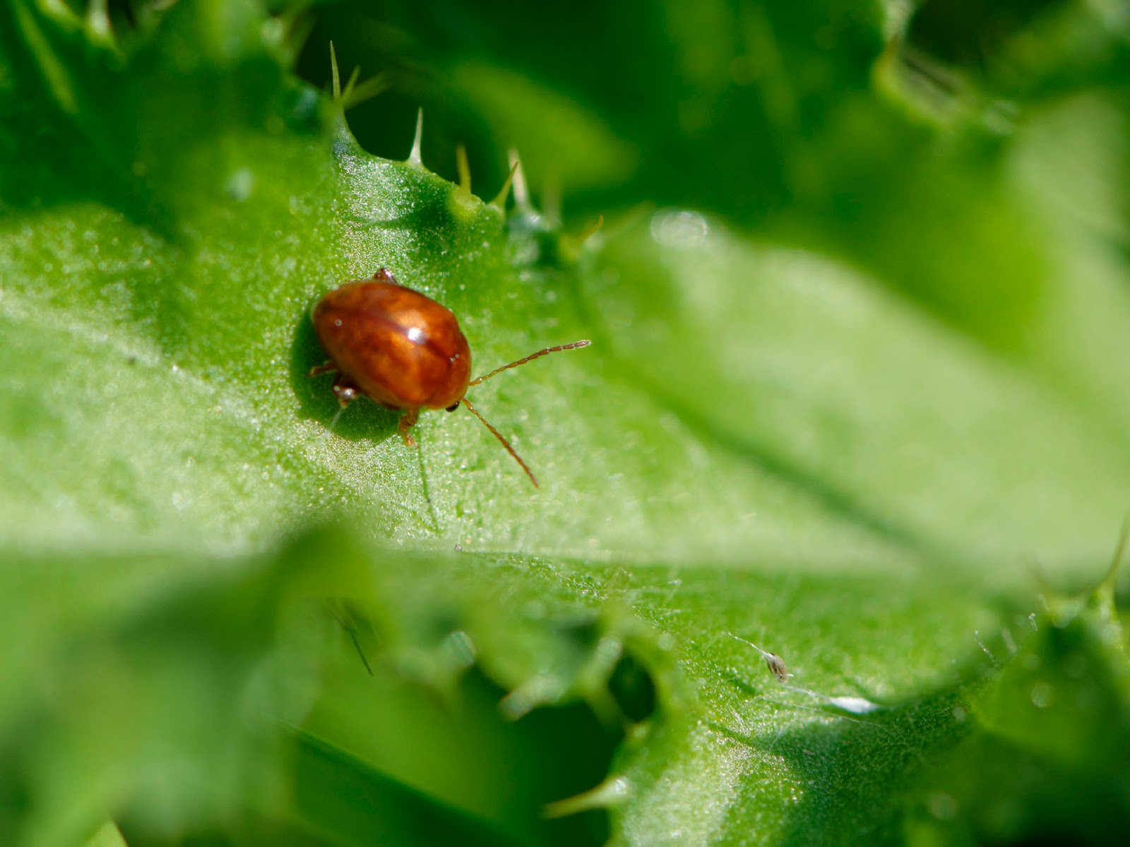Macrophoto plaisir passion: l'Altise de l'artichaut, Sphaeroderma rubidum