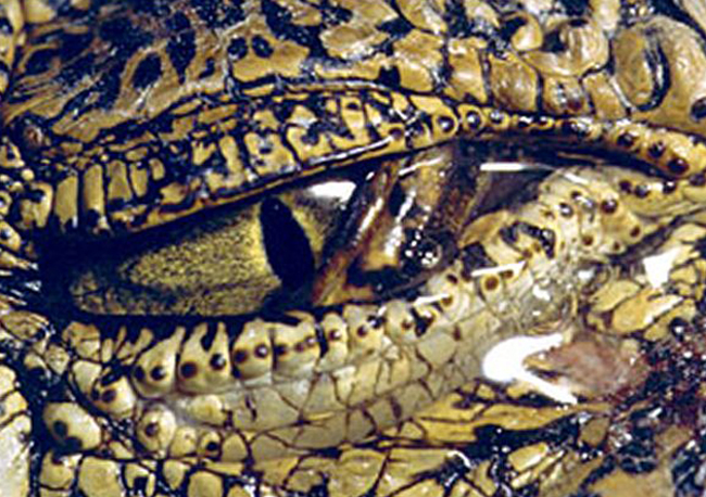 the Cucking Stool: Crocodile tears