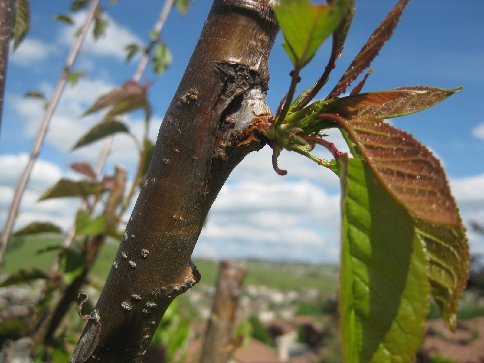 Grafting fruit trees • Eve Out of the Garden