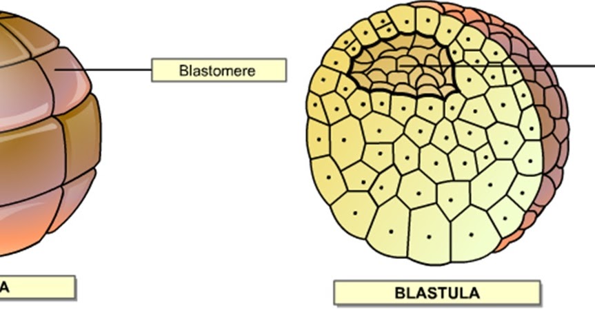 BIOLOGY FORM 6: EMBRYOLOGY