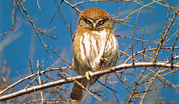 Estepas: Fauna Y Flora